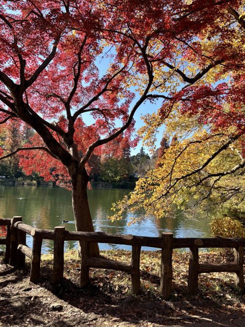 吉祥寺ヘッドスパサロンL’TLYL(リトリル)の吉沢blog＊お客様SALE始まりました＊ 12月・2025.1月のお休みのお知らせ＊